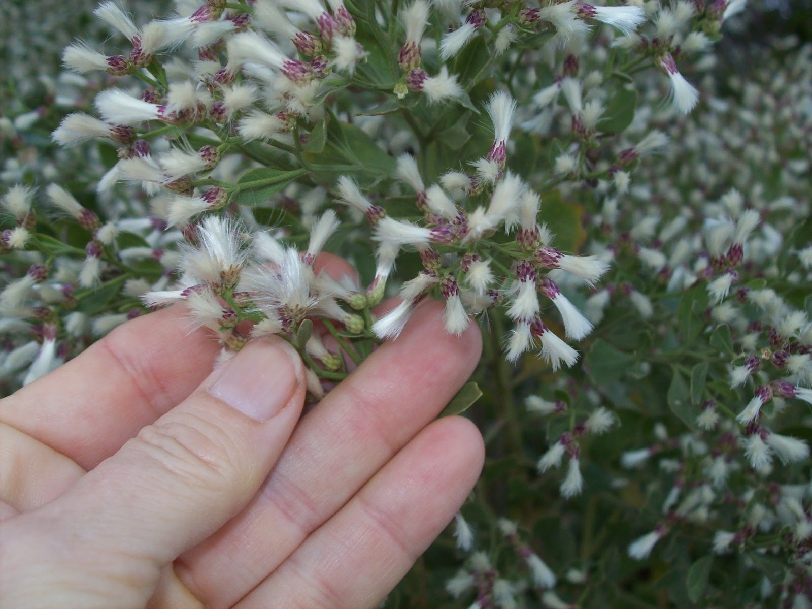 Simply Living: Cottony groundsel blooms of winter are Florida's snowflakes