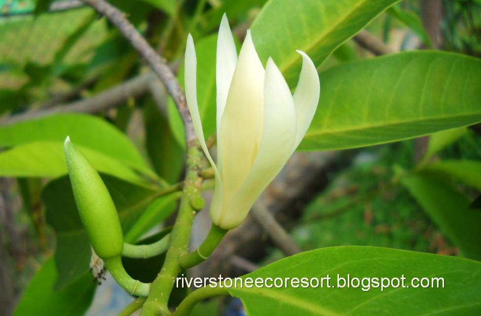 Riverstone Eco Resort: LAMAN HERBA - Cempaka