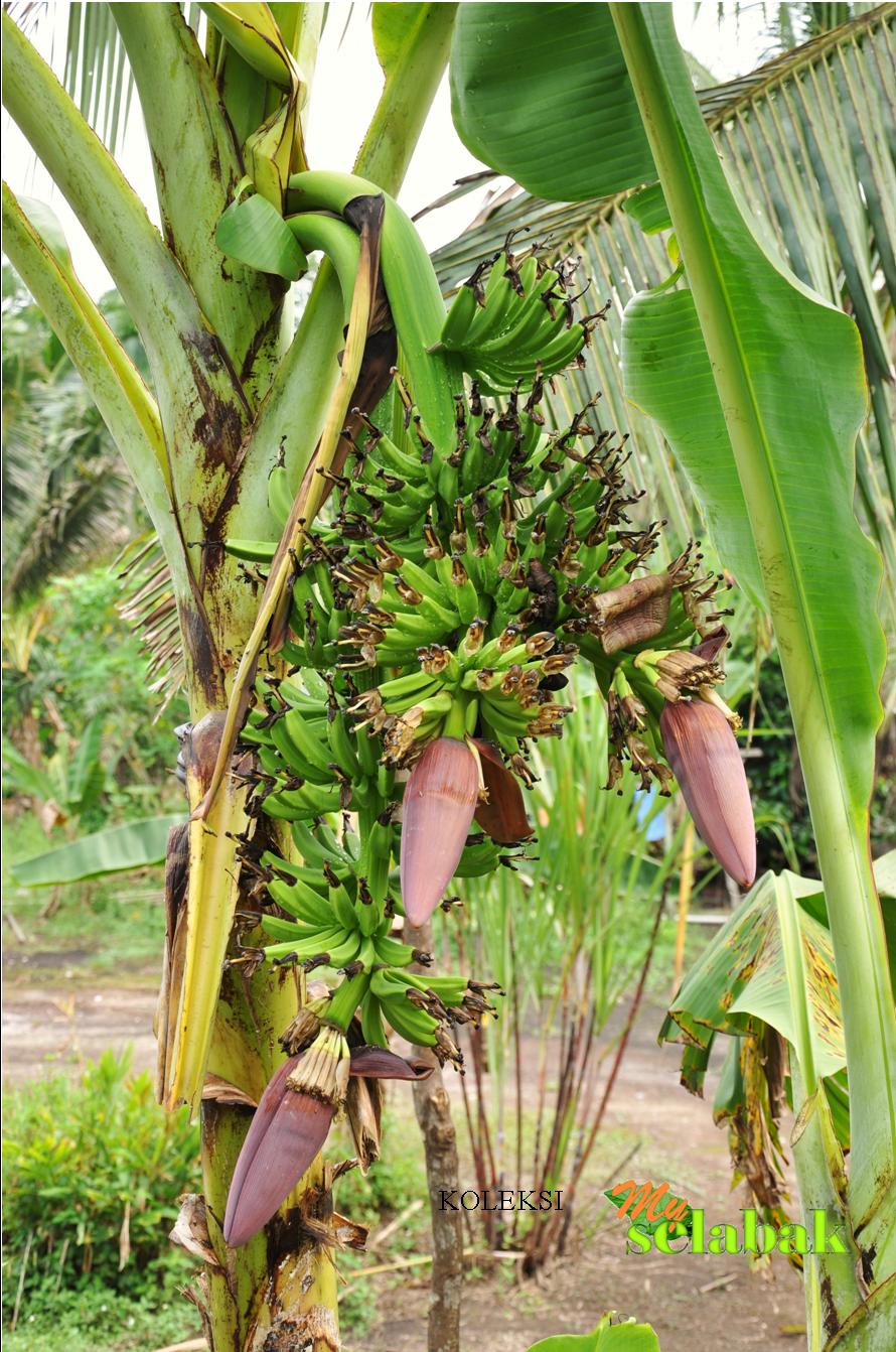Riverstone Eco Resort: Unik - Pisang Tiga Jantung di Kampung Selabak