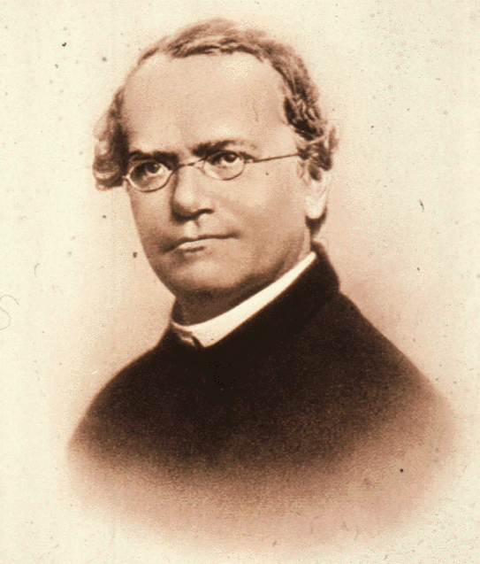 GENÉTICA - Gregor Mendel