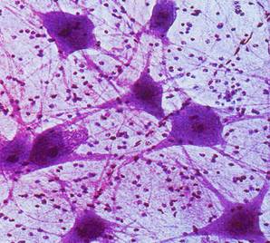 Agnaldo Arroio Faculdade de Educação – USP