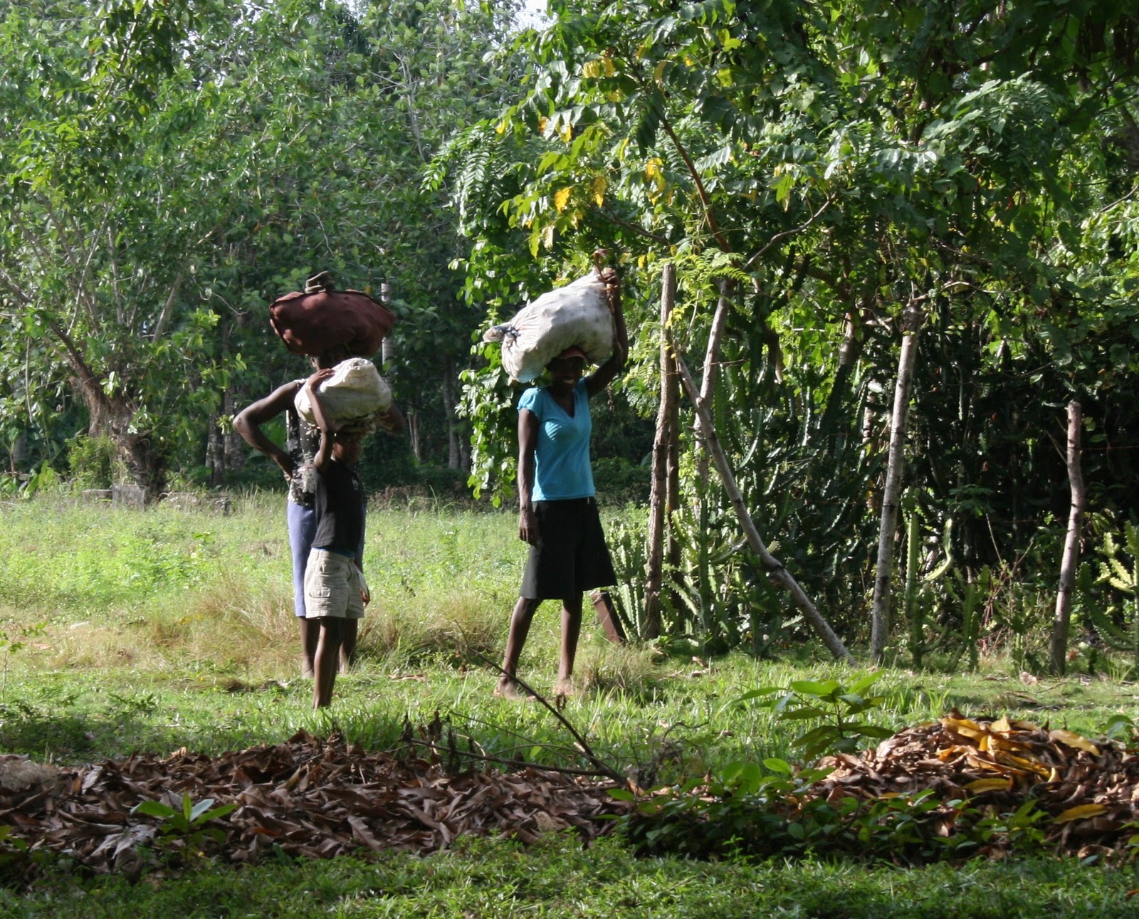 Vivre en Haïti au quotidien: L'agriculture en Haiti ... pas facile