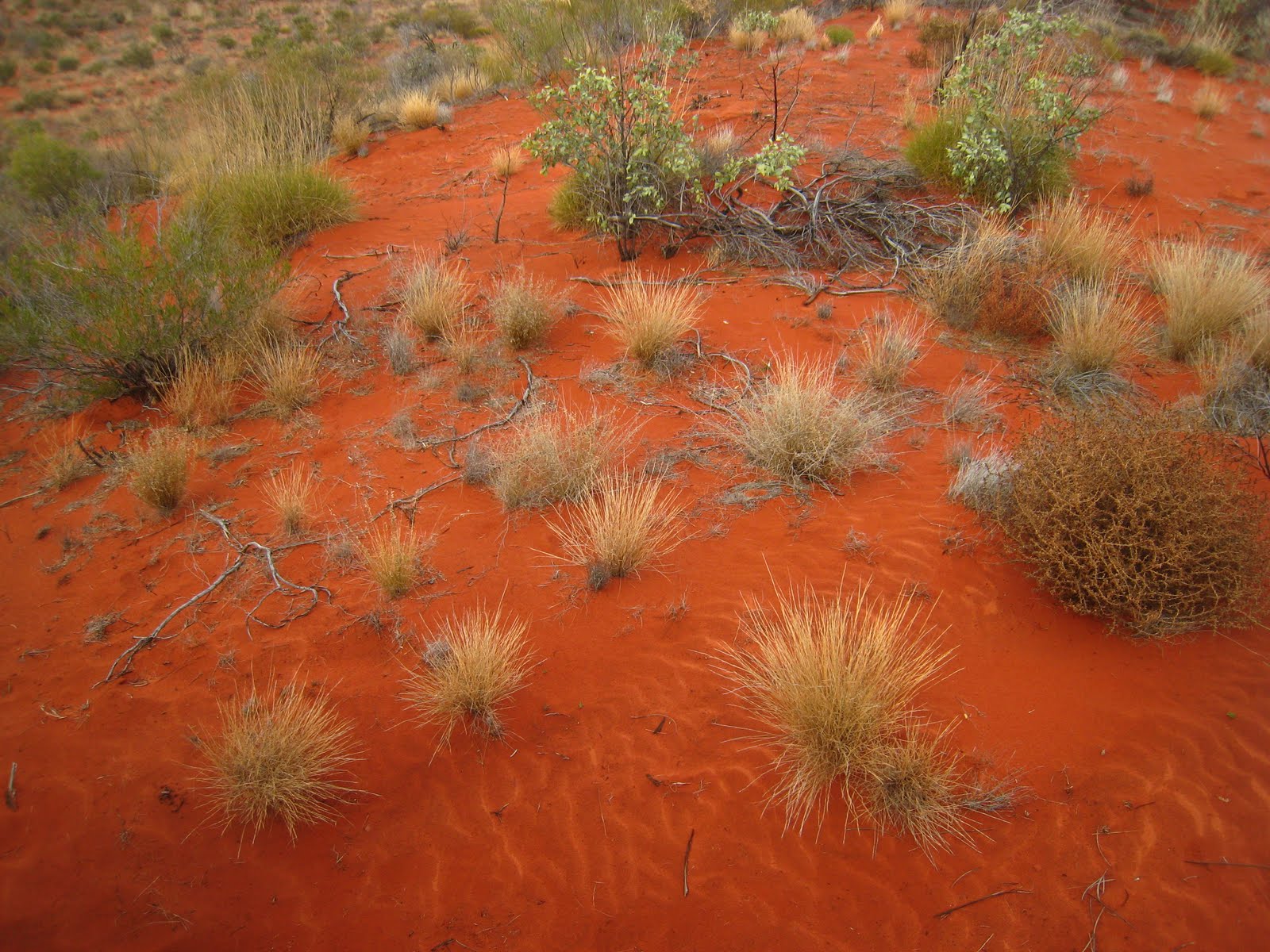 ¿Dónde está Willy Fog?: Tierra roja