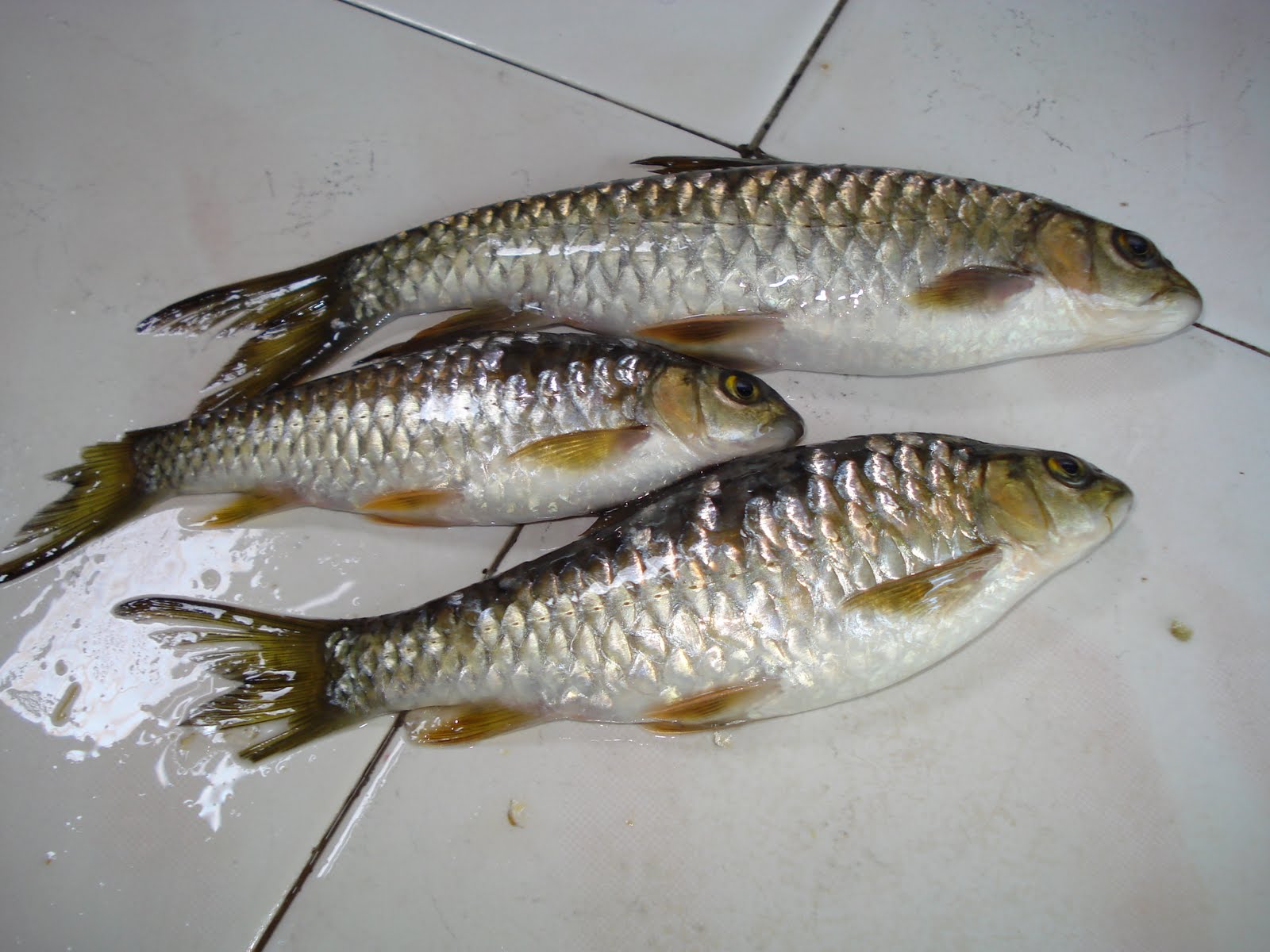 TEROPONG TEROPONG: Ikan Ikan Sungai Bil 2