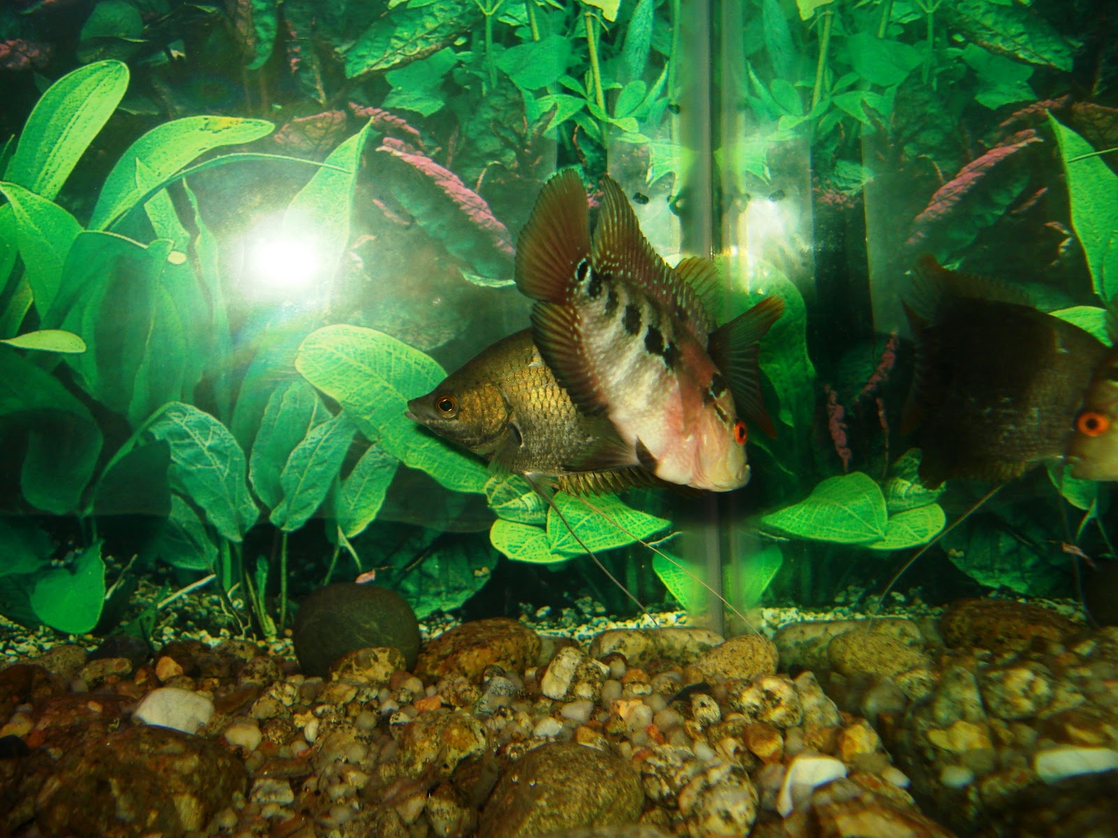 TEROPONG TEROPONG: Kaloi Sabah dan Lou Han