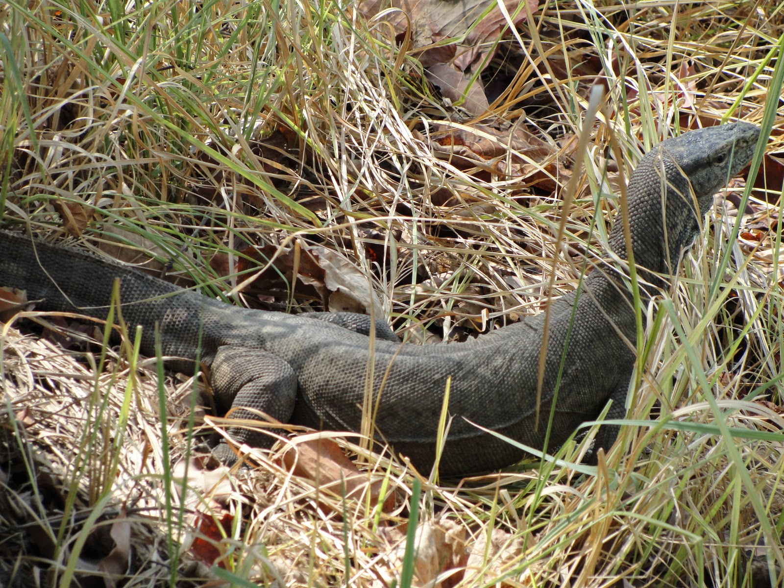 Corbett calling: Notes from a naturalist: Monitor Lizard’s death dance ...