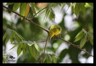 birds i view: Burung-burung Sawah : Merbah Kunyit