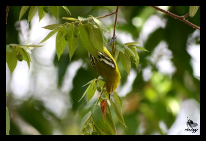 birds i view: Burung-burung Sawah : Merbah Kunyit