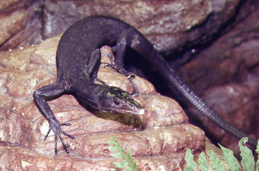 Tree Monitor - Biawak Pohon ~ Reptiles