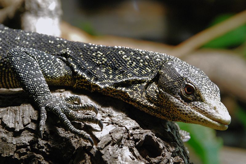 Tree Monitor - Biawak Pohon ~ Reptiles