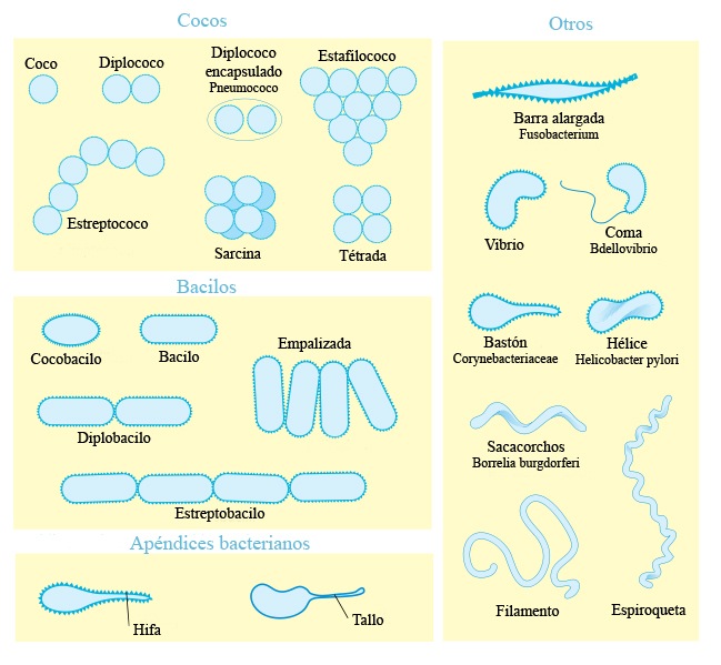ENFERMERÍA PALOMITA: LAS BACTERIA