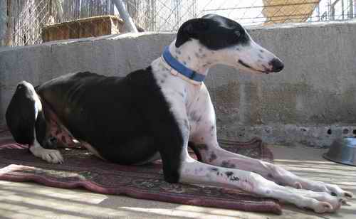 Pepis Dog Refuge in Pedrera