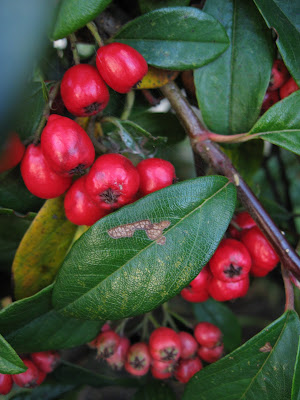 Dublin Flora: Cotoneaster 'Hybridus Pendulus'