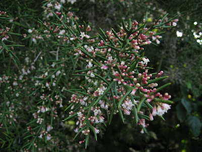 Dublin Flora: Colletia hystrix