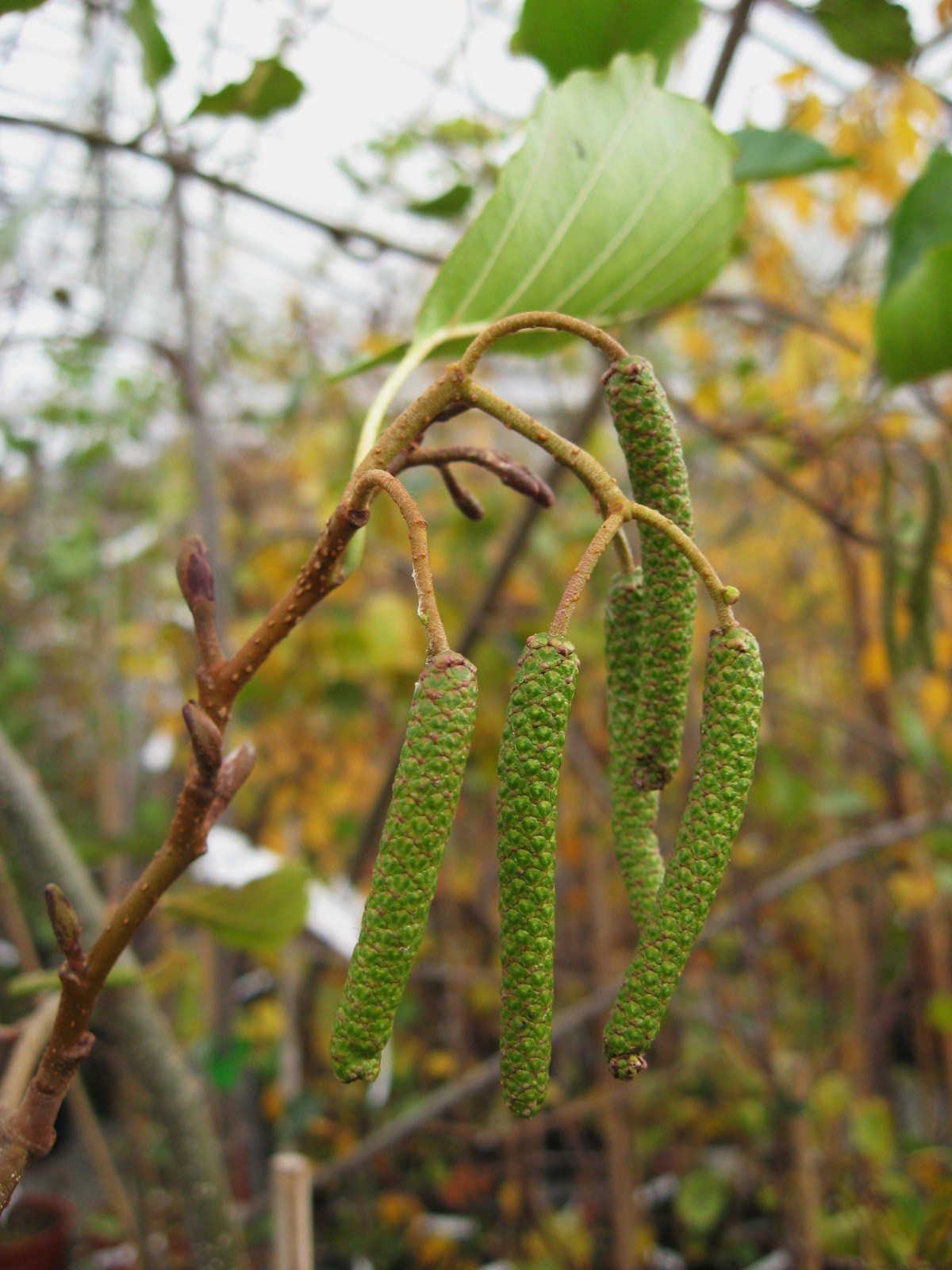 Dublin Flora: Alnus glutinosa