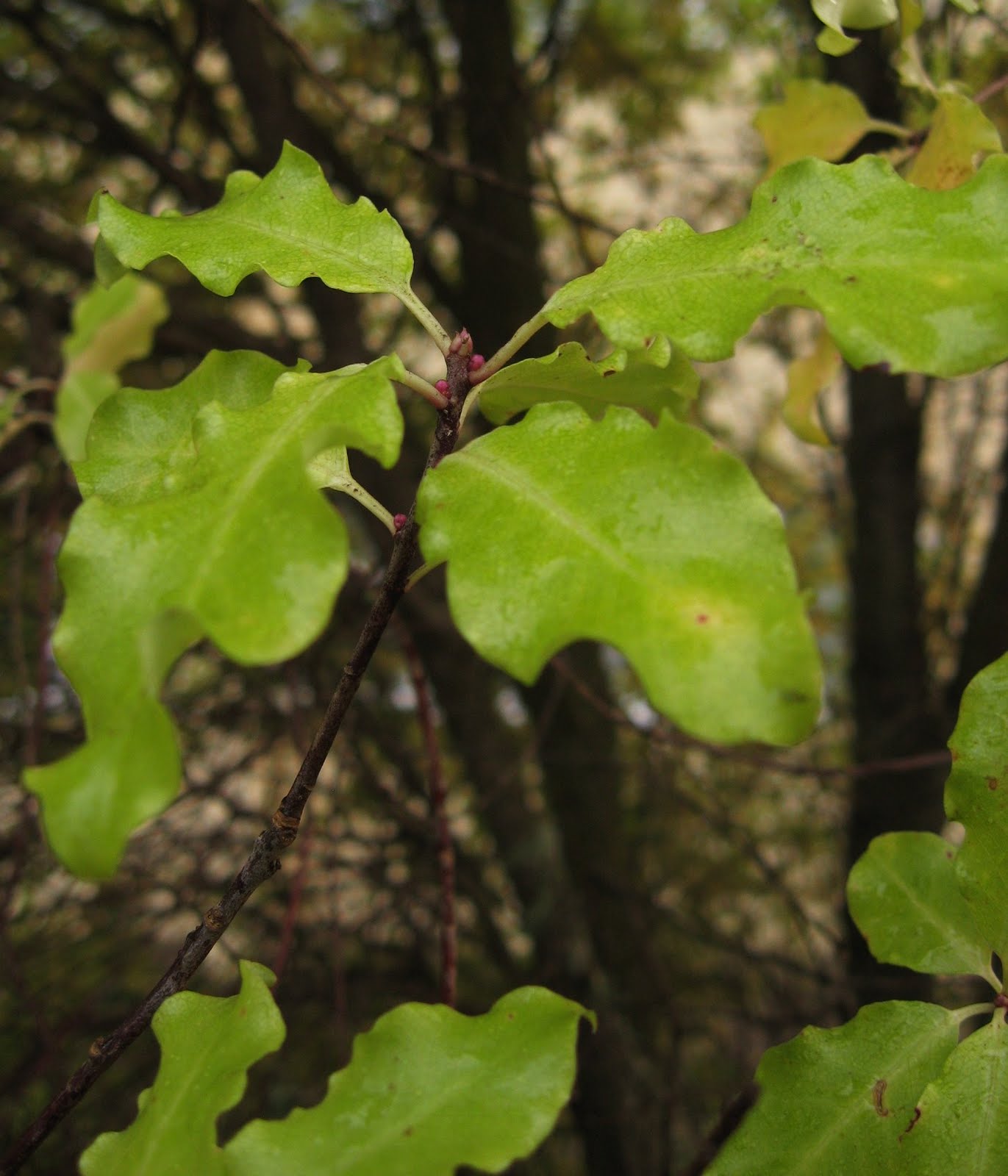 Dublin Flora: Pittosporum tenuifolium 'Warnham Gold'