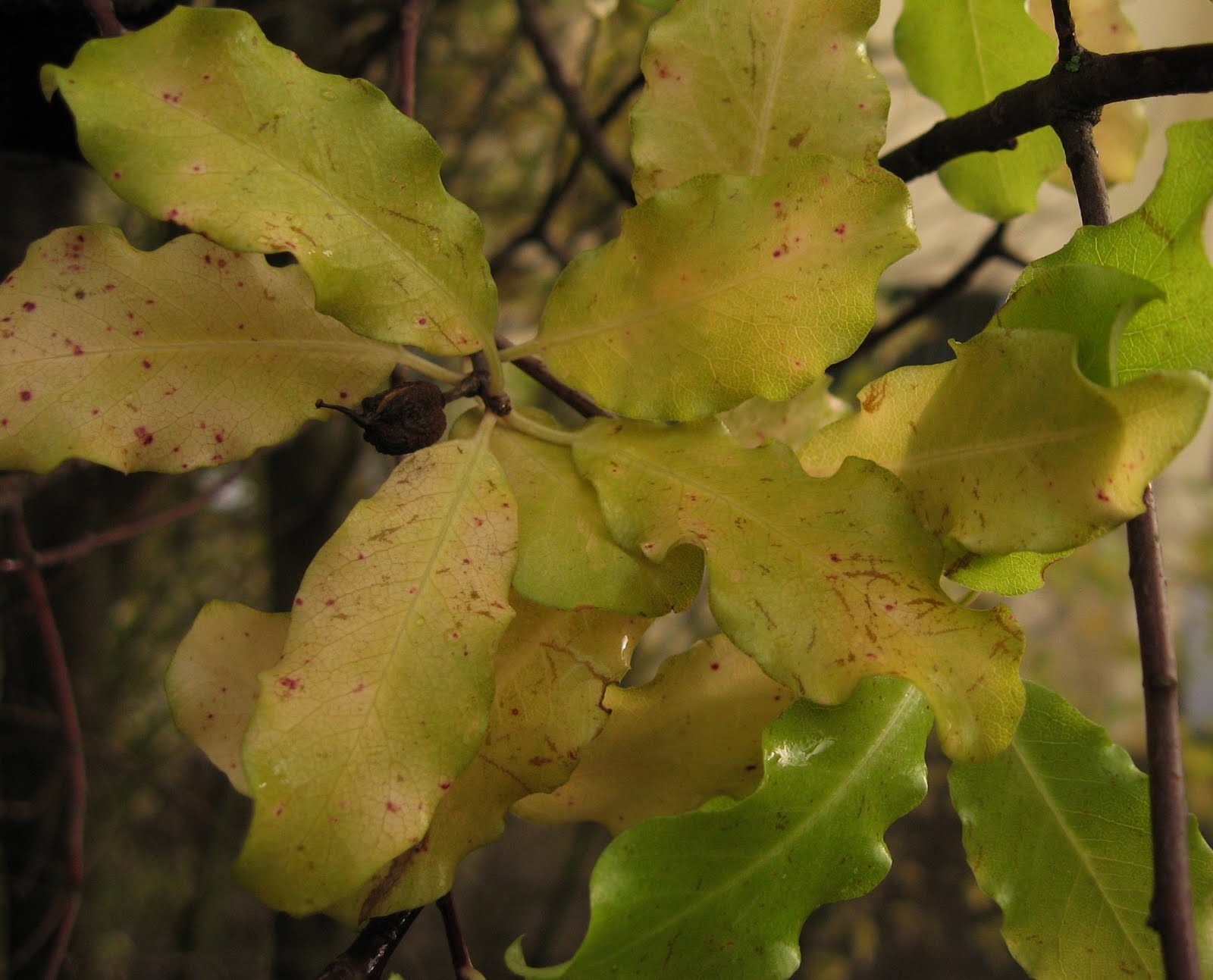 Dublin Flora: Pittosporum tenuifolium 'Warnham Gold'