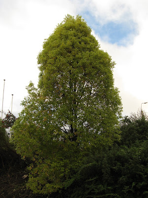 Dublin Flora: Pittosporum tenuifolium 'Warnham Gold'