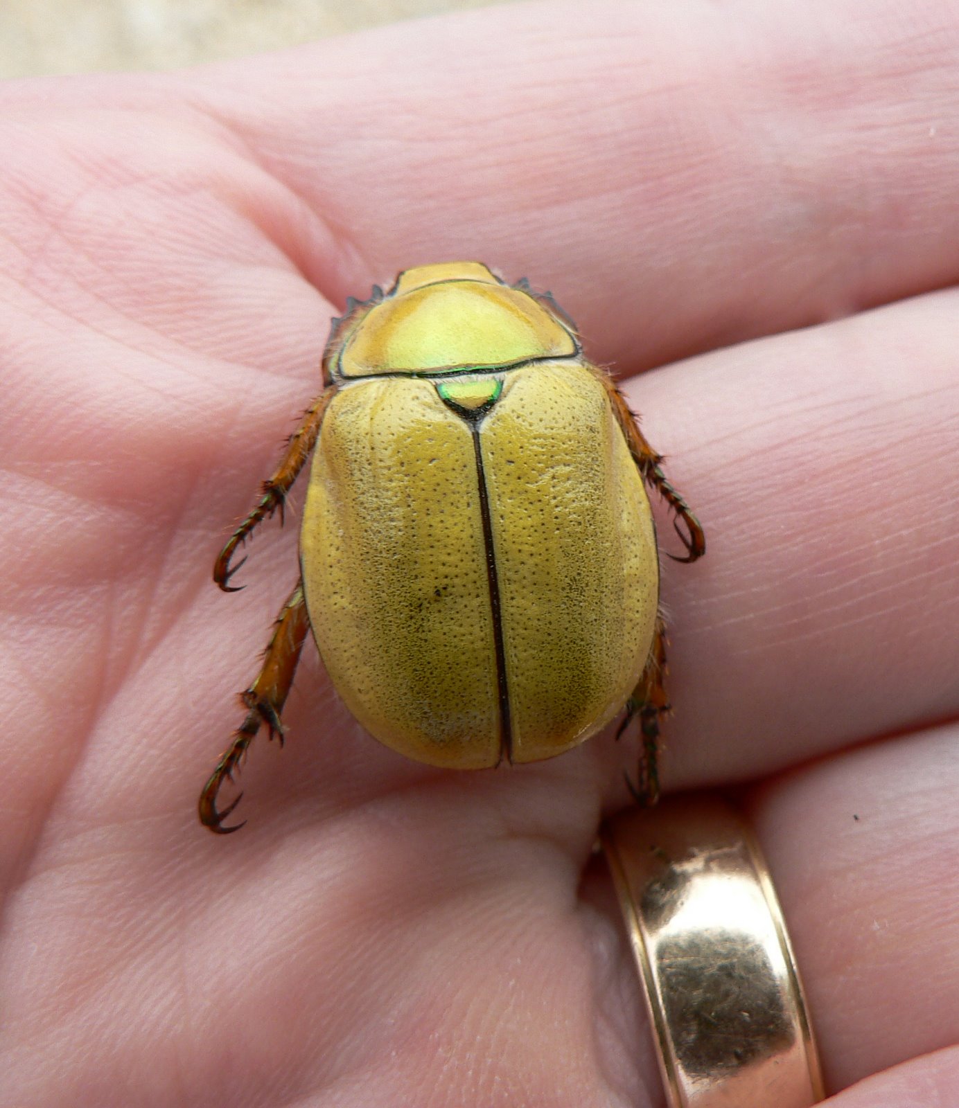 SwampThings: Just a Pretty Beetle
