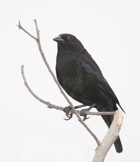 TIERRA DE LEYENDAS: El pájaro Dziú