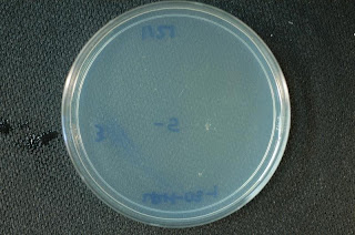 4126-Spring2009: Early this week................