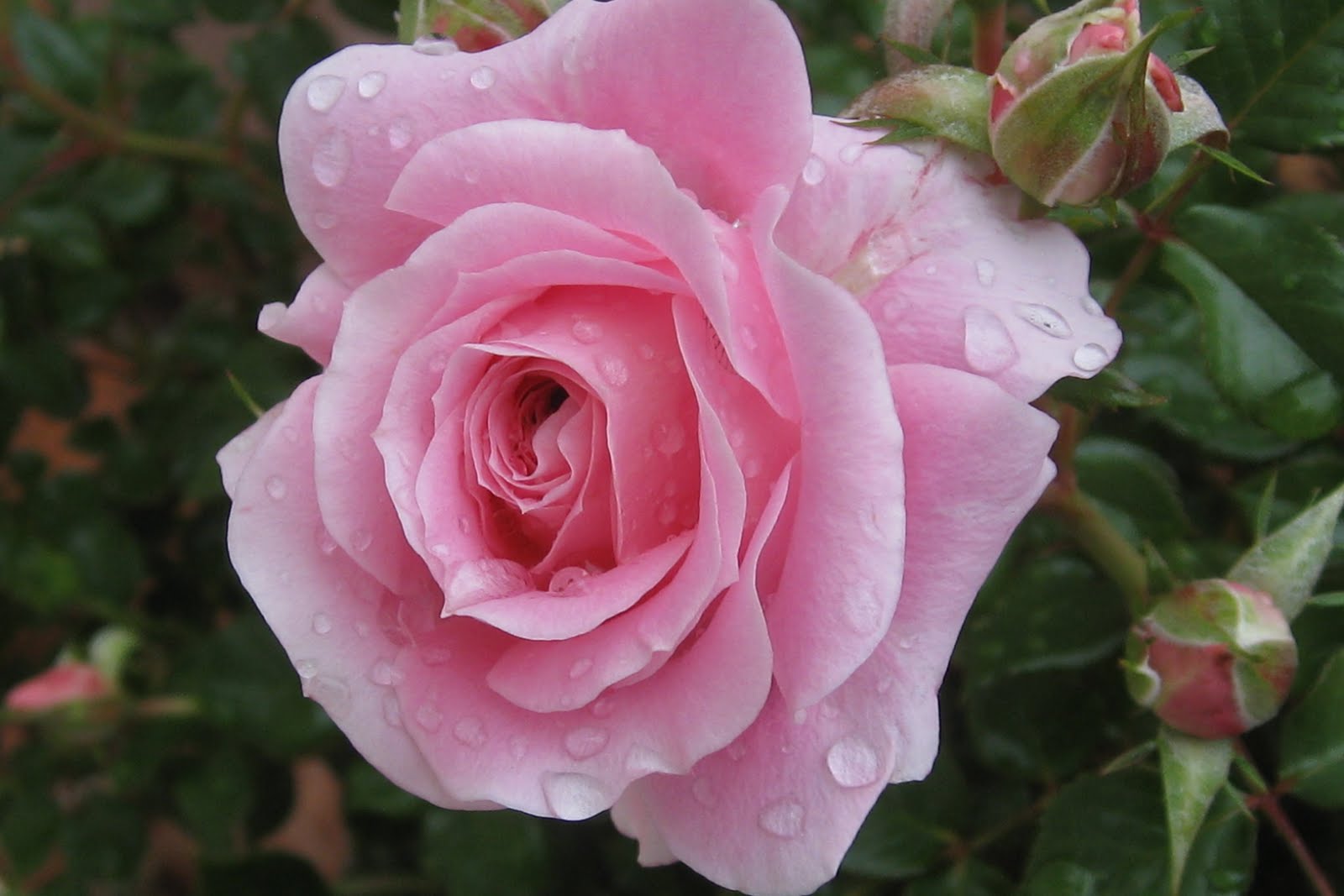 Penrose Mornings: Blood Family Blog: A Pink Rose in the Rain for Judy's ...