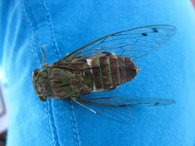 Kuliglig | Just Another Noob Photographer™