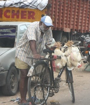 Our Time in India: The chicken bike and the rickshaw horn...