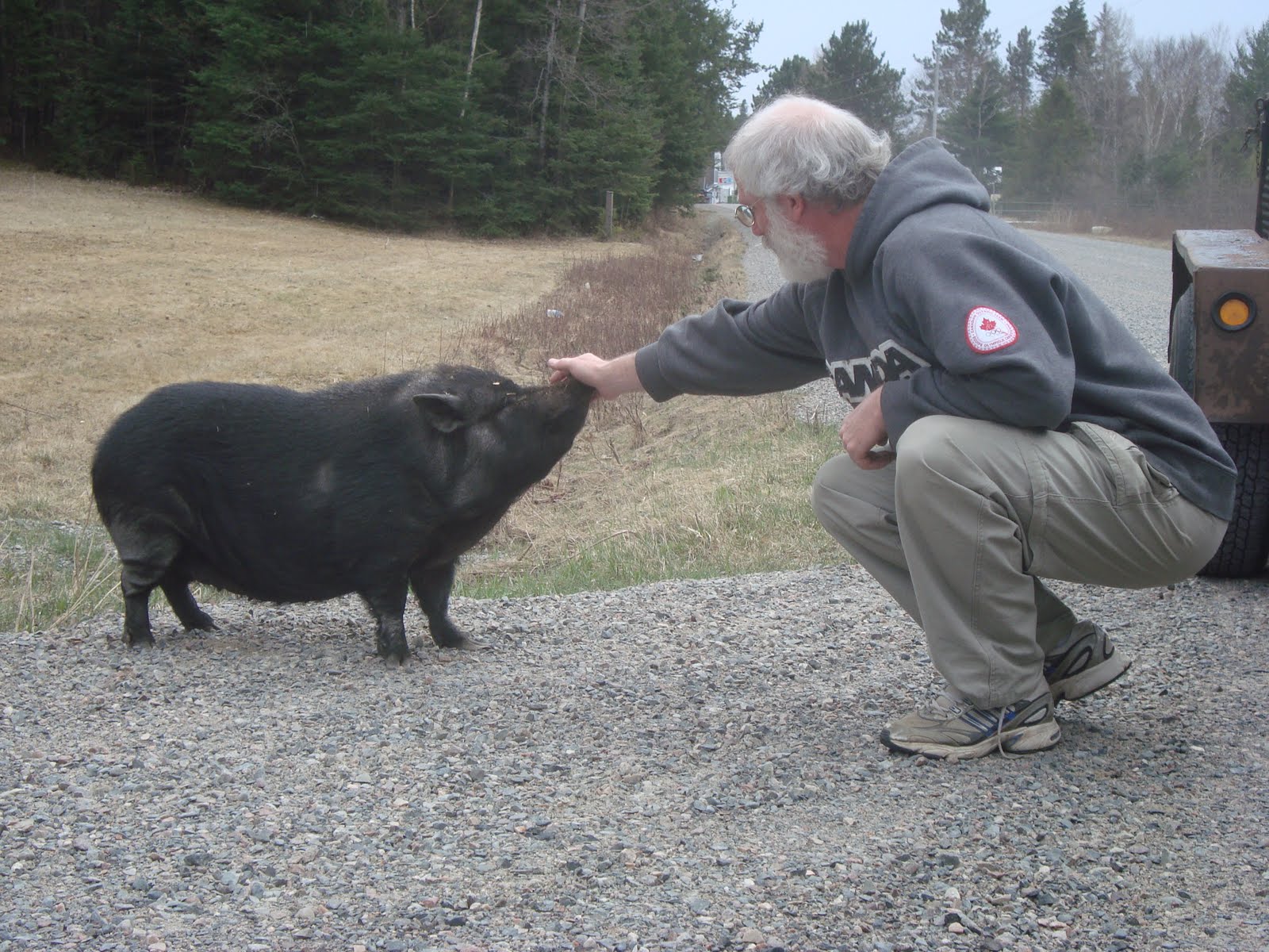 Oxygen Grows On Trees: What is the ediquette for petting a pig.