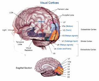 Questione della decisione: Fisica e neuroscienze: un approccio newtoniano