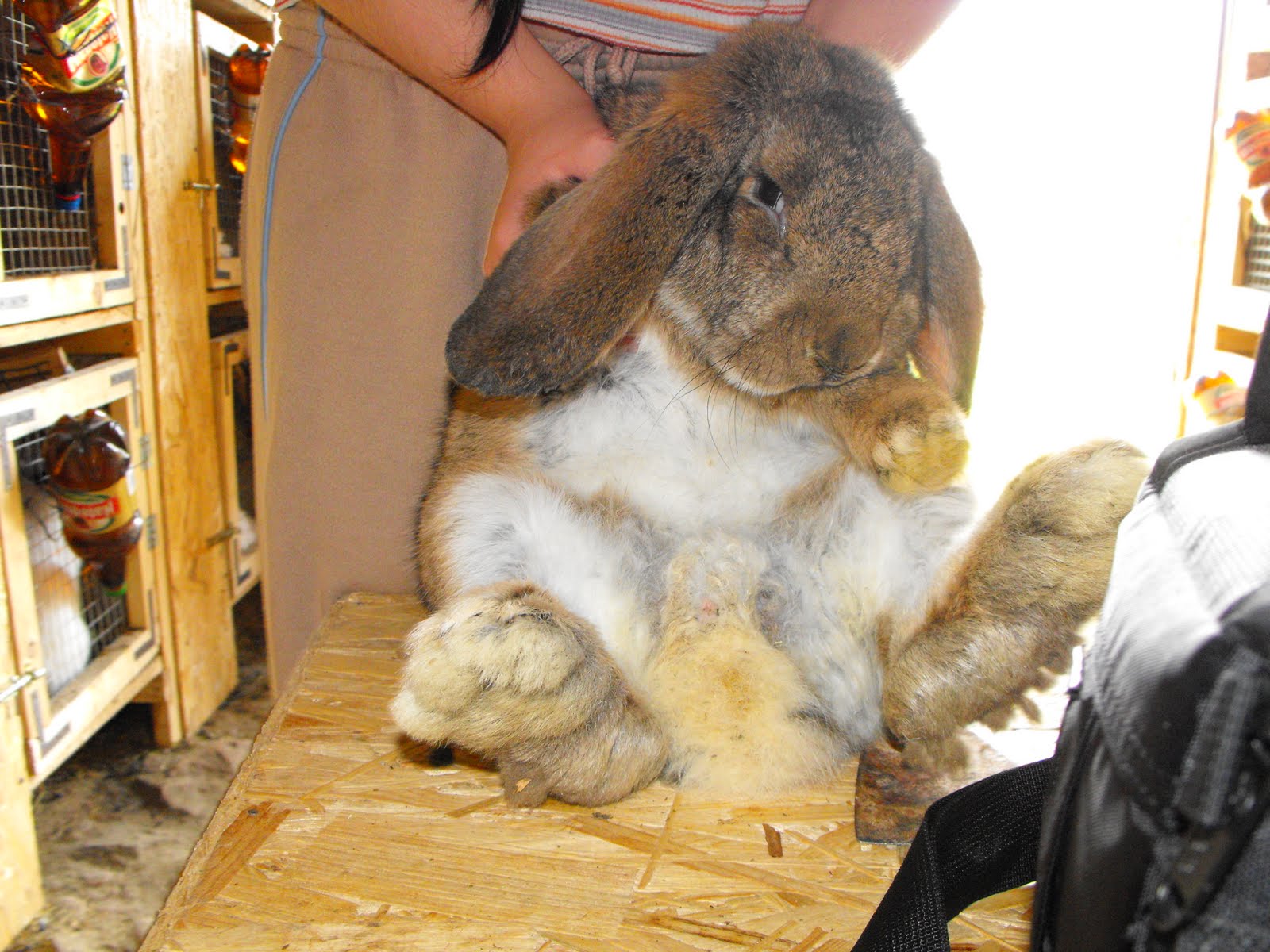 IEPURI DE VANZARE: iepuri di rasa berbec german