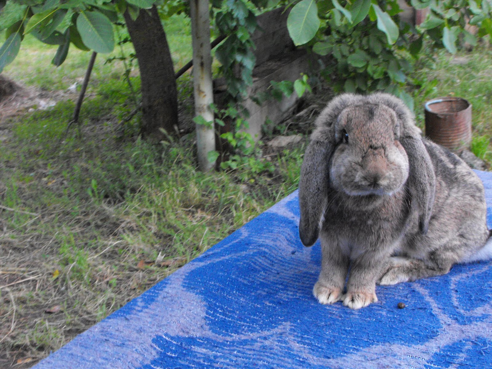 IEPURI DE VANZARE: iepuri di rasa berbec german