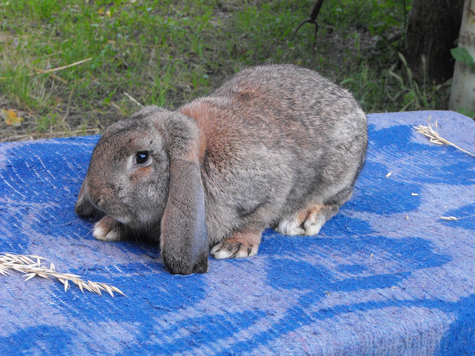 IEPURI DE VANZARE: iepuri di rasa berbec german