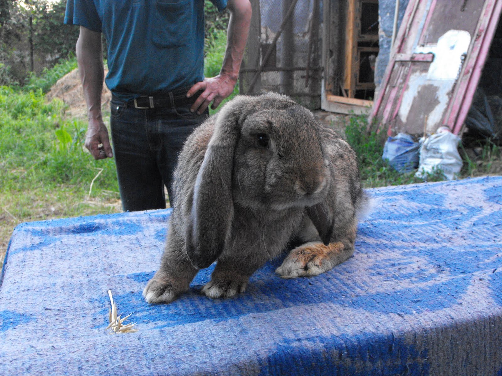 IEPURI DE VANZARE: iepuri di rasa berbec german