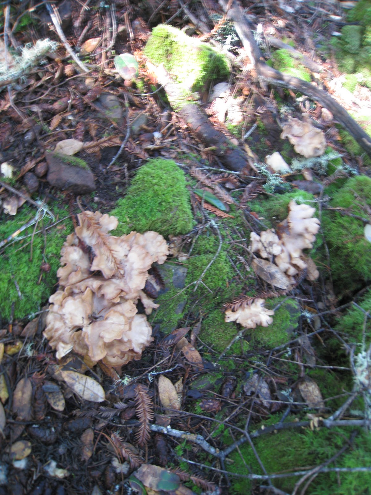 ALL THINGS FOOD: Mushroom Foraging @ Salt Point State Park