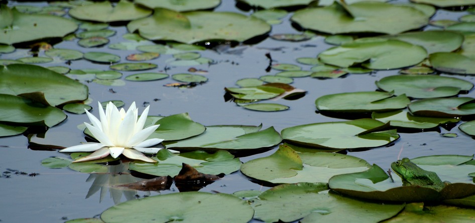 Plog Pop: Plop-Frog, Pond-Plop