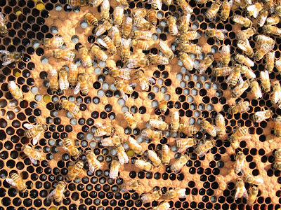 Backyard Swammerdam: Stages of Bee Development I. A. 1.