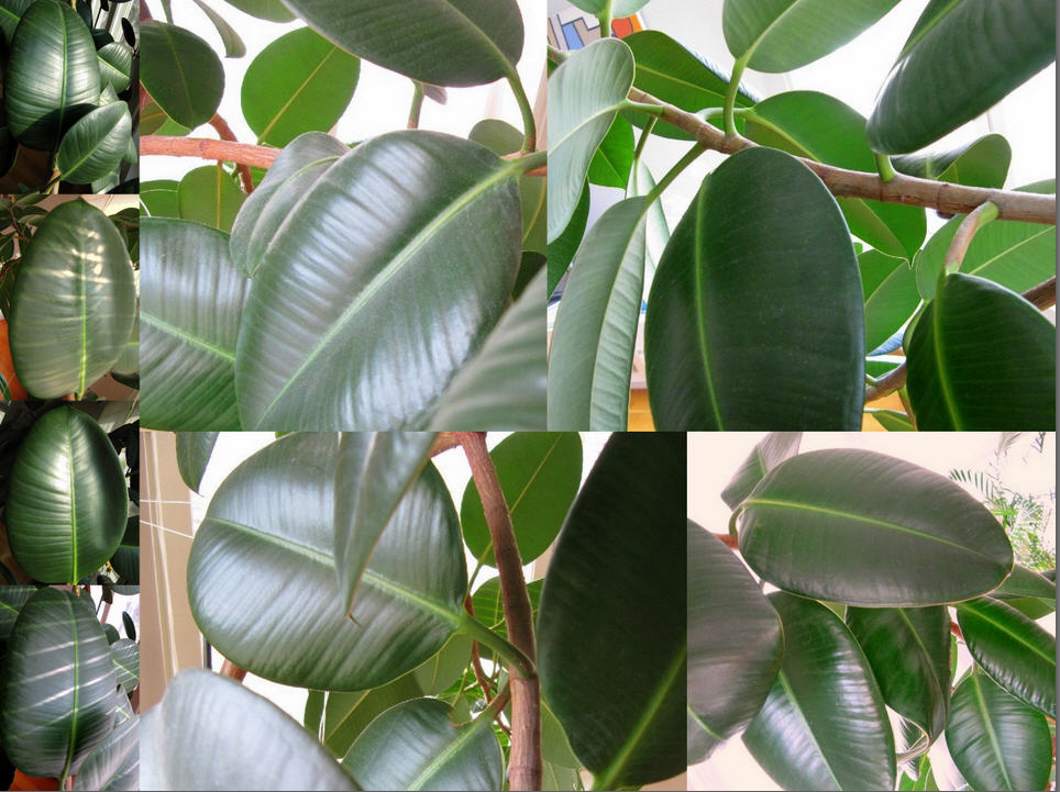 Arleenan S : Vihreä ja ruskeaa