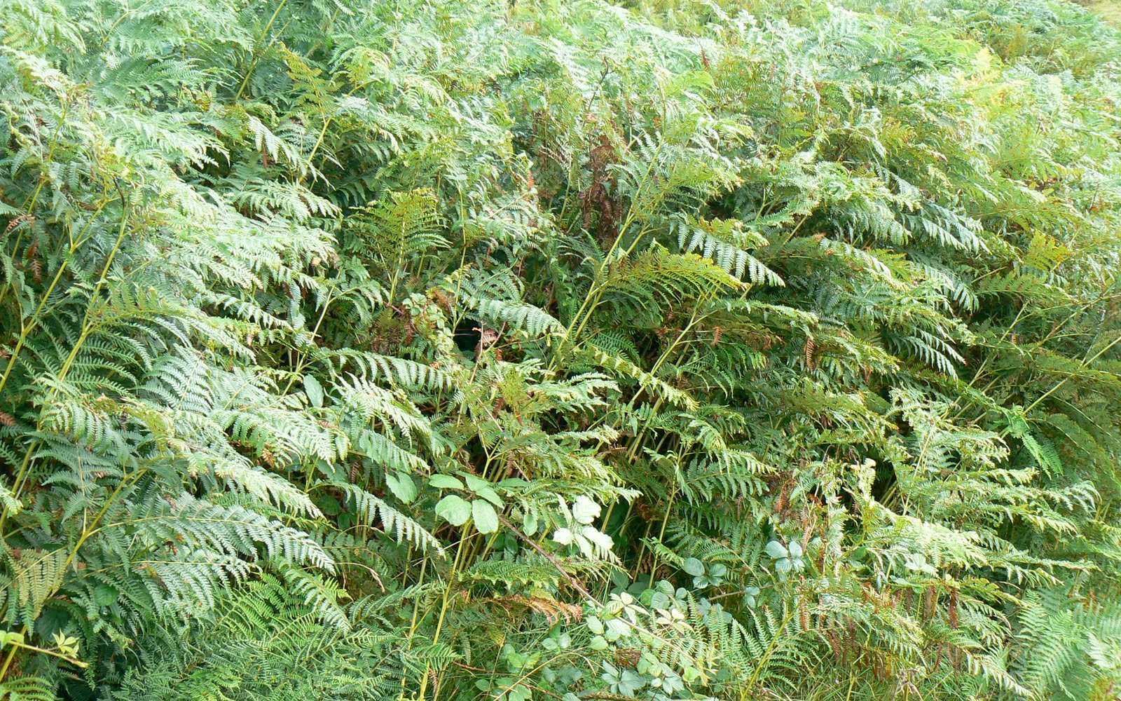 A Kilchoan Diary: The Bracken Problem