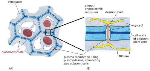 Biología Celular Membrana Plasmática: MEMBRANA PLASMÁTICA