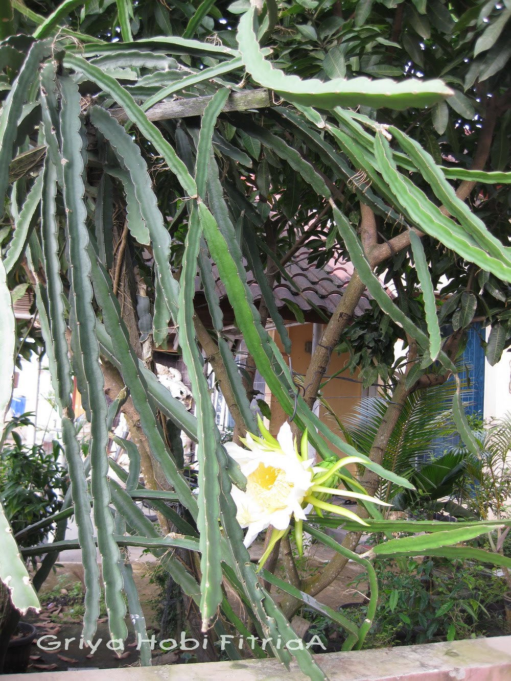 Griya Hobi FitriaA: bunga suwek dan bunga buah naga