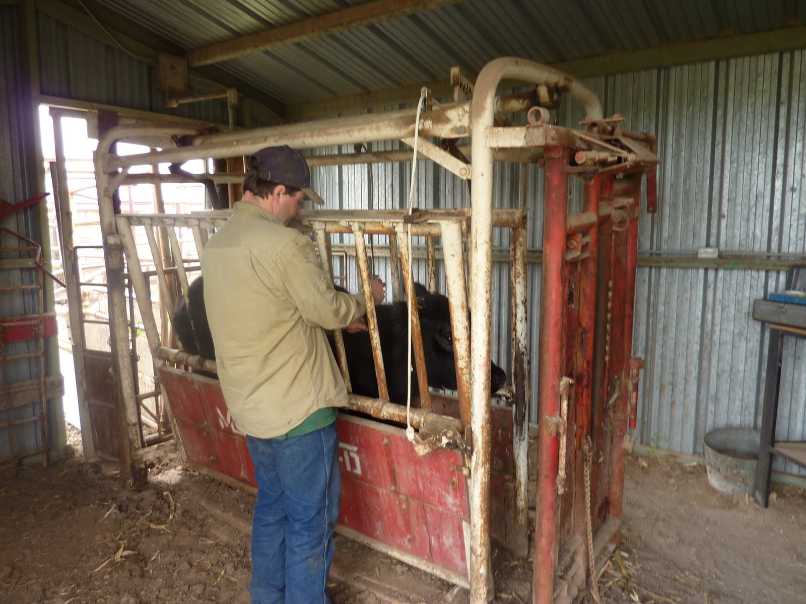 Our Acres of Blessings: Farm Friday - Doctoring Cattle