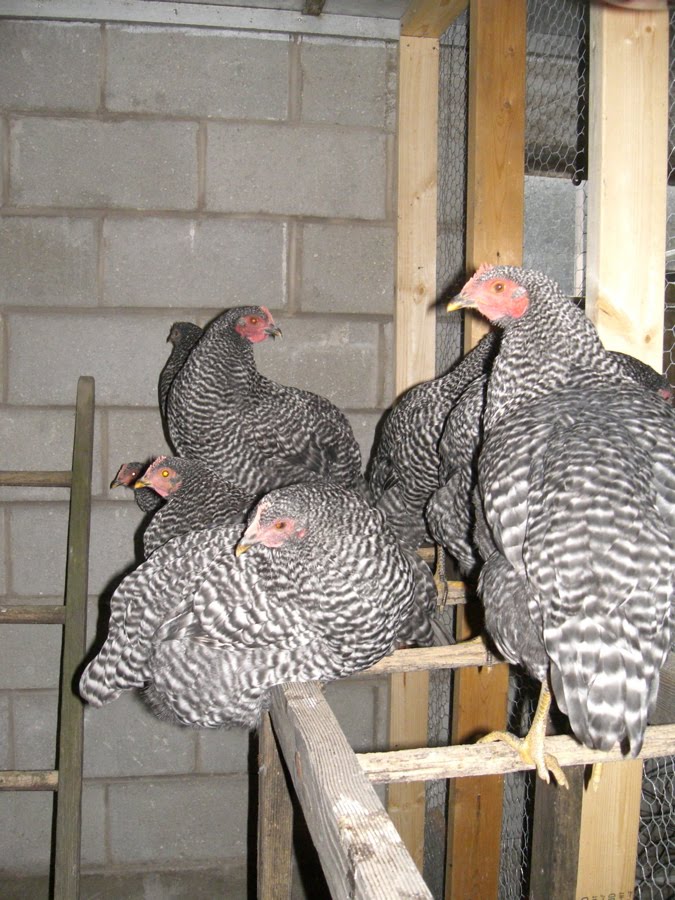 Ba-Gawks: Goodnight moon, goodnight chickens