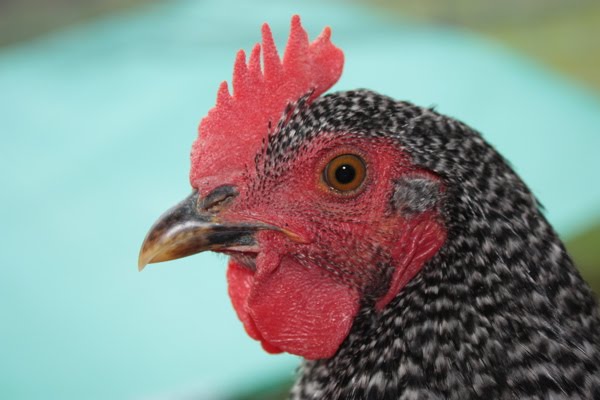 Ba-Gawks: Chicken faces