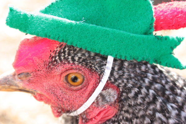 Ba-Gawks: Chickens in tiny hats: Chicken hood