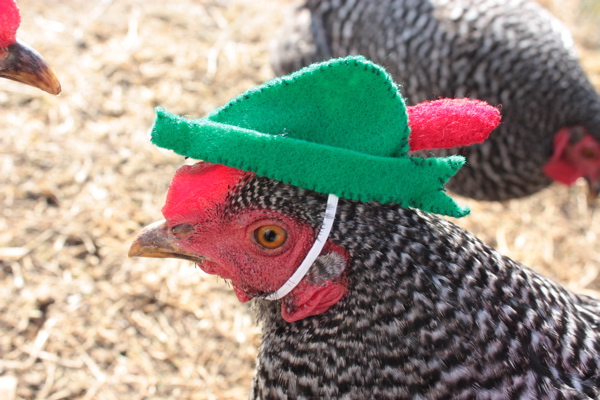 Ba-Gawks: Chickens in tiny hats: Chicken hood
