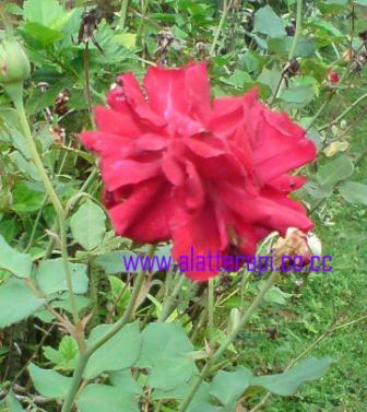 MANFAAT BUNGA MAWAR UNTUK WANITA | bilqizd