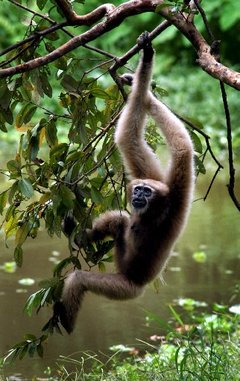 Animal's Blog: Gibbon