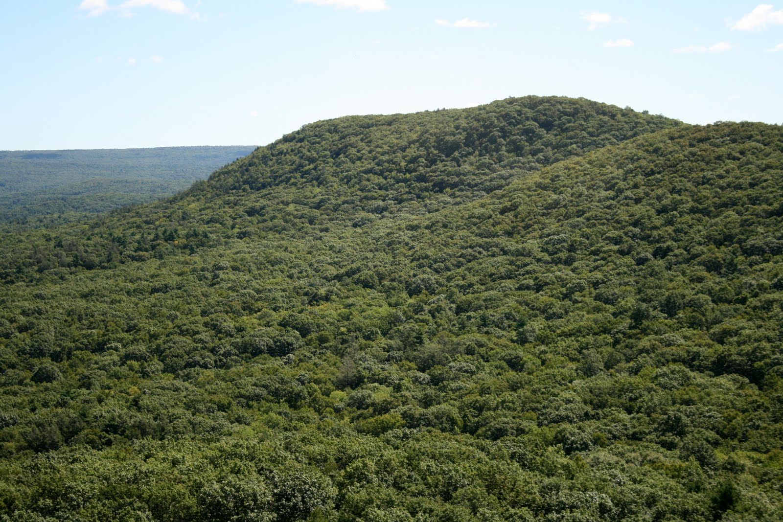Spicebush Log: Views of Long Mountain