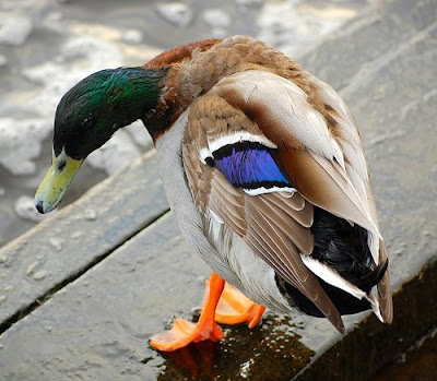 Jim Wickre: Sad day for Oregon Ducks